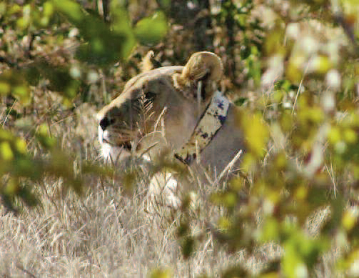 Wireless Animal Tracking Systems | Radiometrix